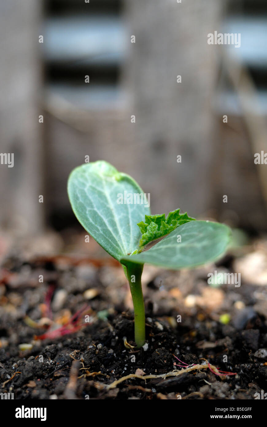 Luffa aegyptiaca egyptian luffa seedling hi-res stock photography and ...