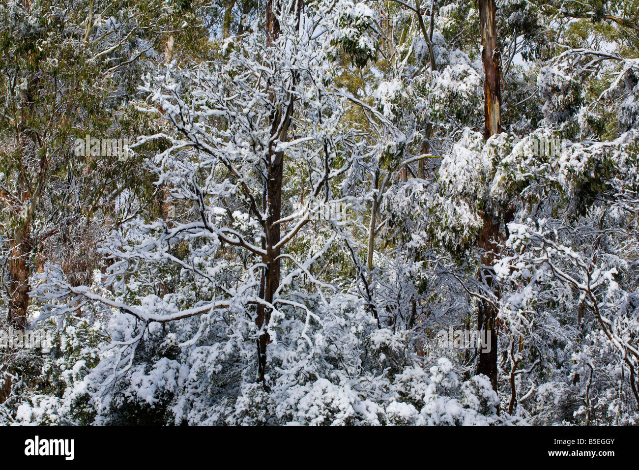Australia Tasmania Cradle Mt Lake St Clair National Park Snow covered ...