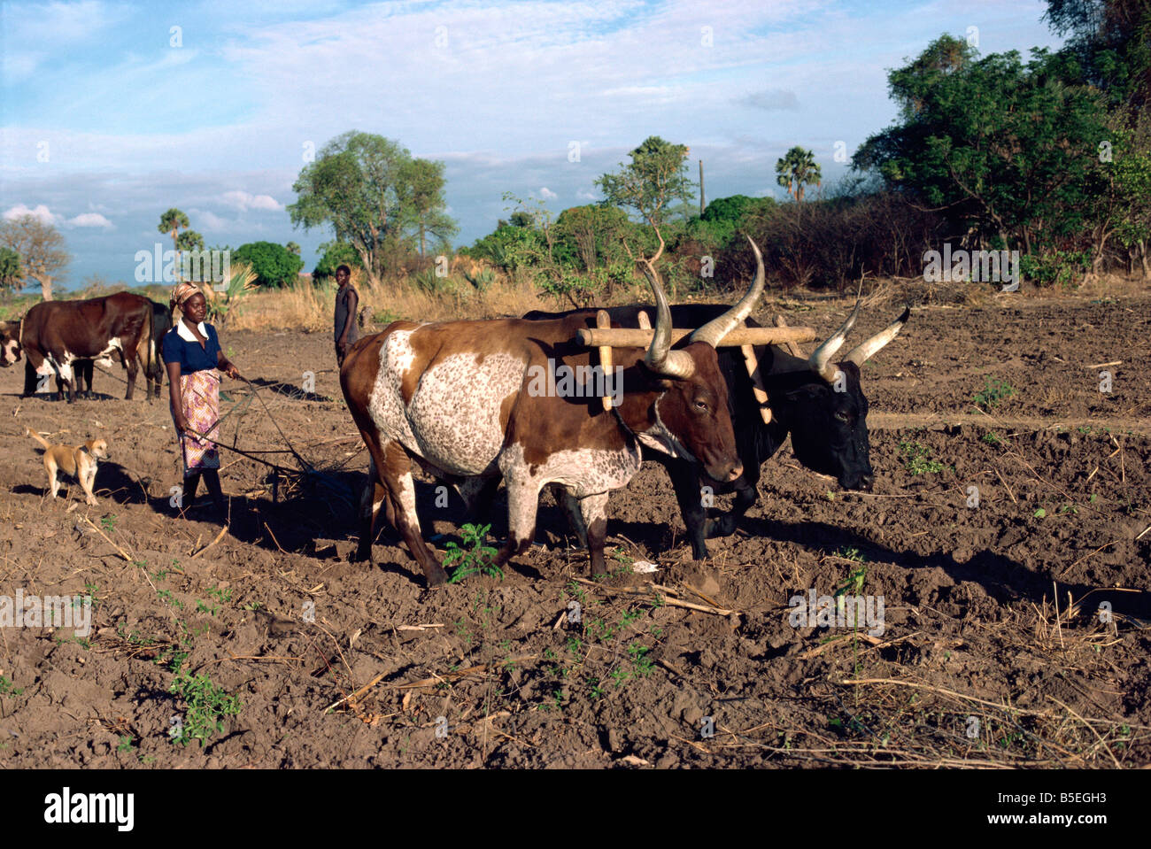 Ploughing Africa Stock Photos & Ploughing Africa Stock Images - Alamy
