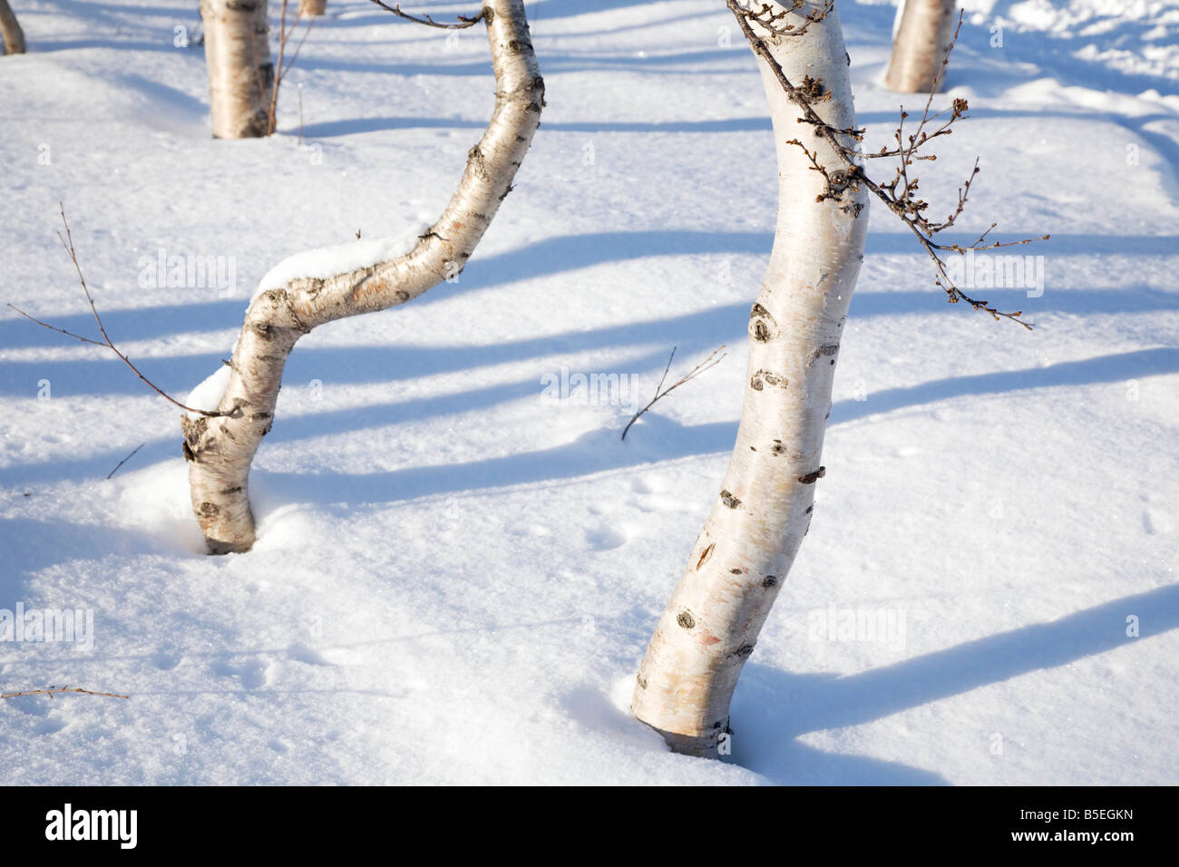 Small mountain birch trees Betula pubescens ssp tortuosa that grow ...