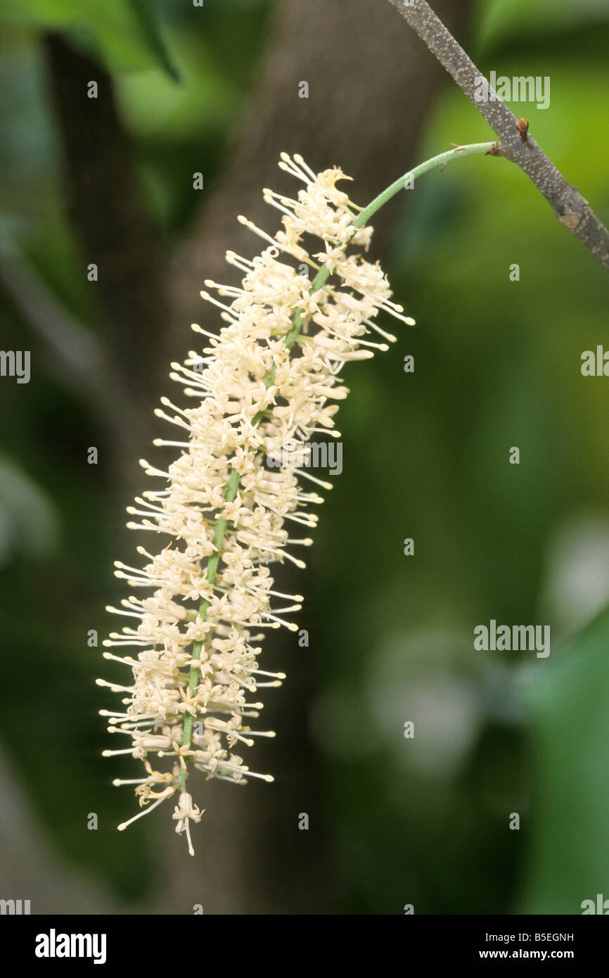 Ternifolia hi-res stock photography and images - Alamy