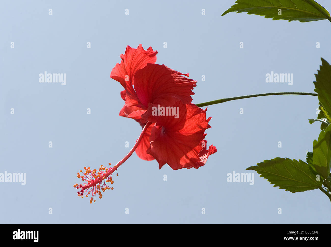 Single red Hibiscus flower an ornamental tropical Stock Photo - Alamy