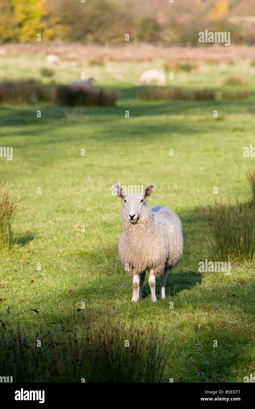 Farm Sheep Ovis aries (domestic Stock Photo - Alamy