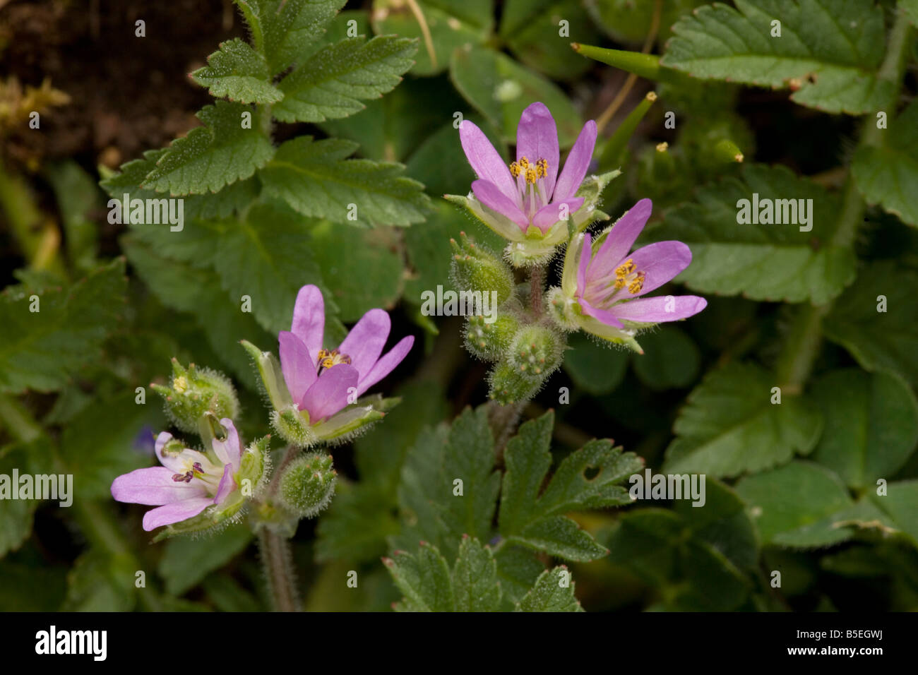 Erodium moschatum hi-res stock photography and images - Alamy