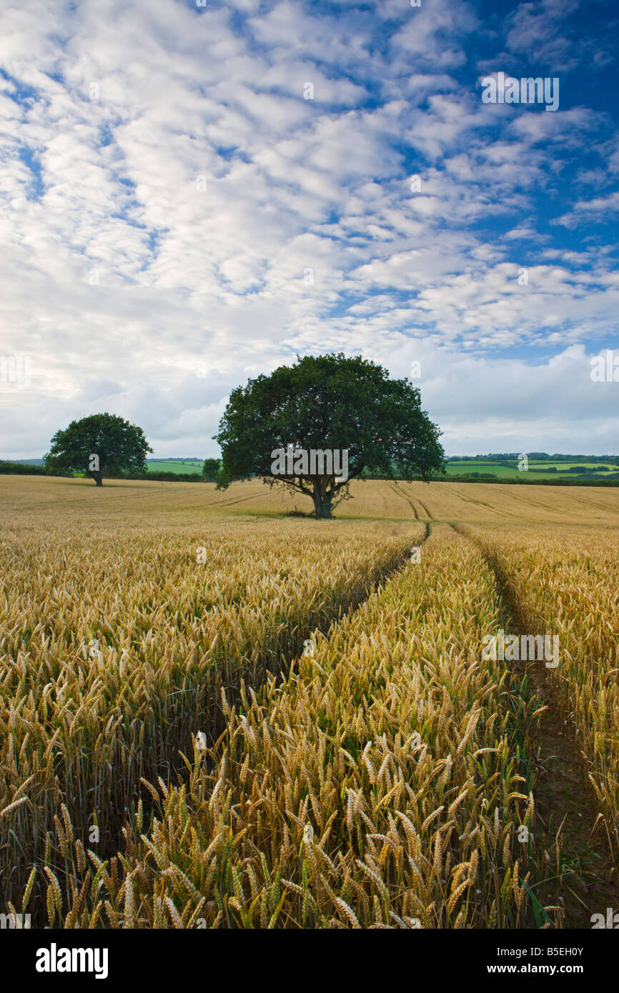 Trees in a crop field near Chawleigh Mid Devon England Stock Photo - Alamy