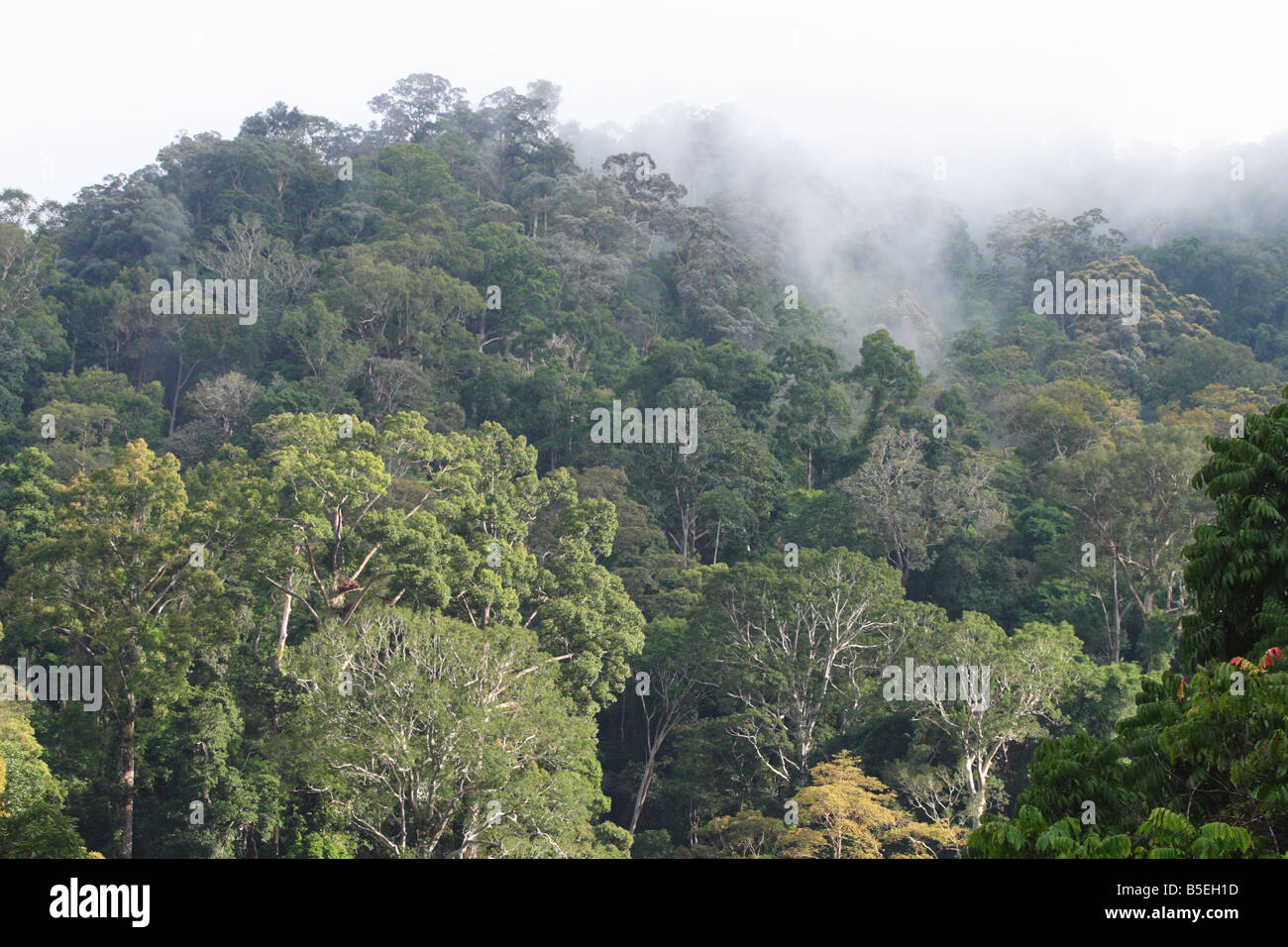 Malaysian Tropical Rainforest at Pahang National Park Stock Photo - Alamy