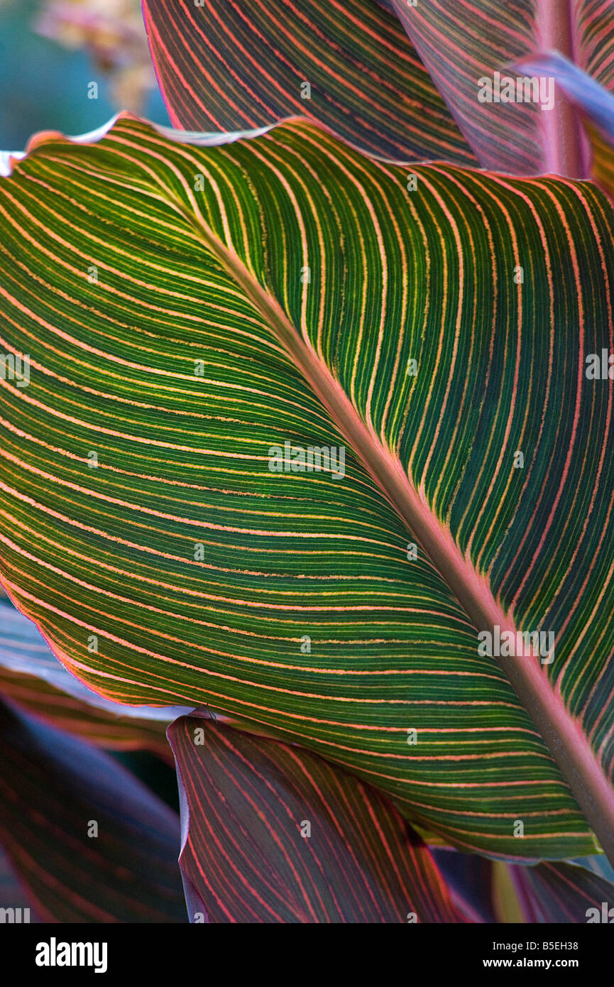 Canna lily leaf Stock Photo - Alamy