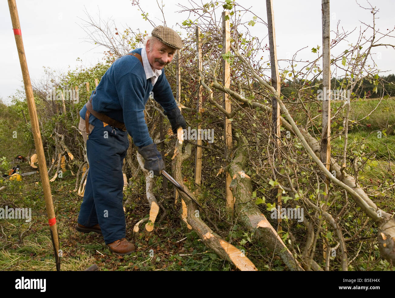 A Man Hedge Laying Stock Photo - Alamy