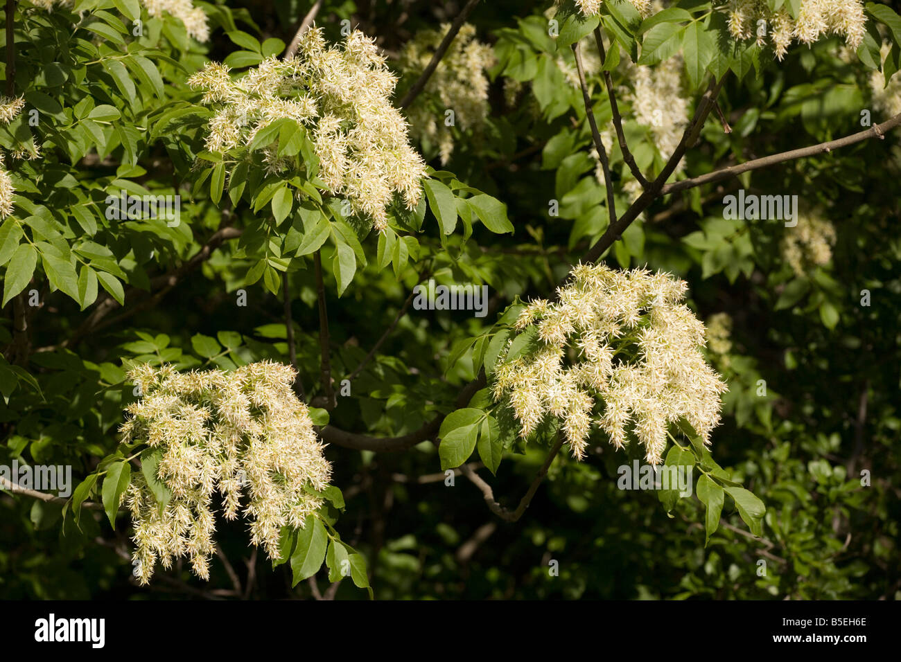 Manna Ash Fraxinus ornus in flower Sicily Spring Stock Photo - Alamy