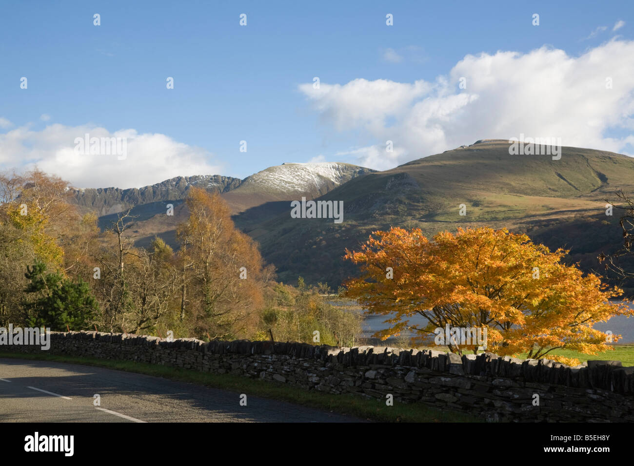 Nantlle Gwynedd North Wales UK Acer tree in autumn colour in valley ...