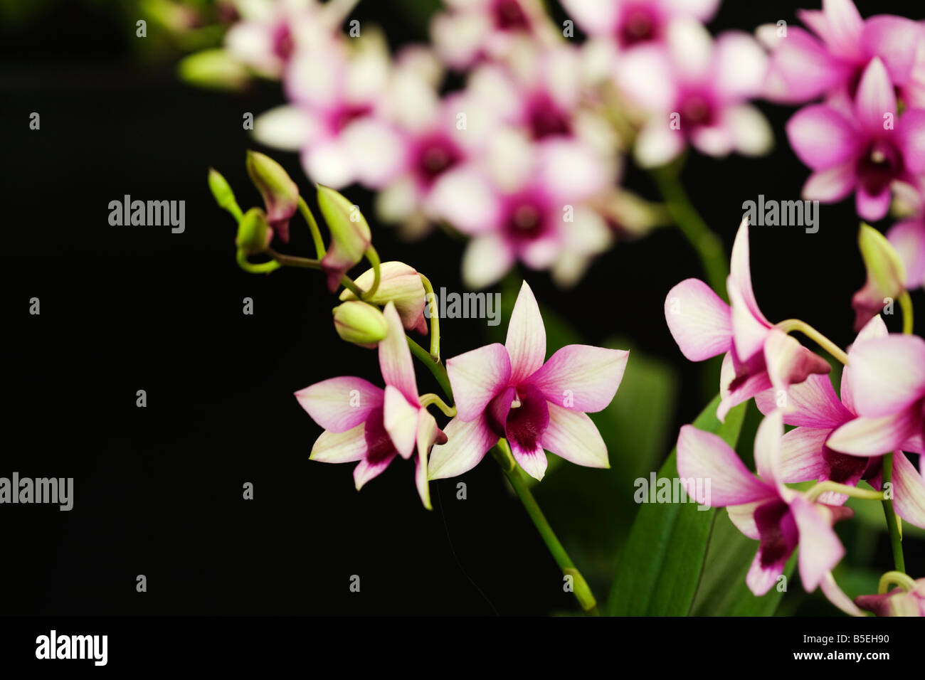 Orchid spike hi-res stock photography and images - Alamy