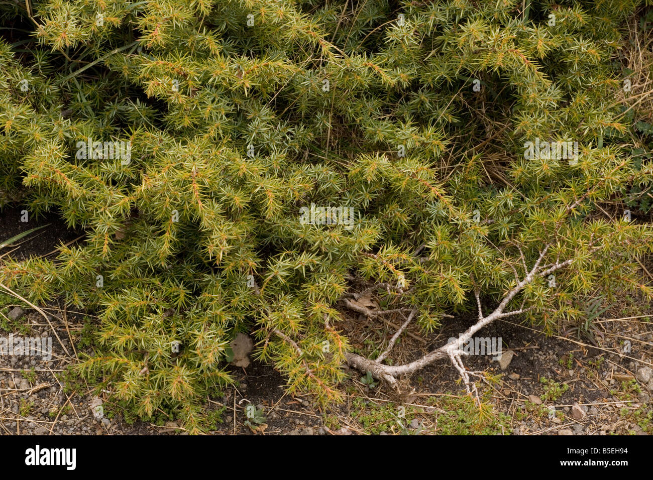 Juniperus Communis Nana Identification