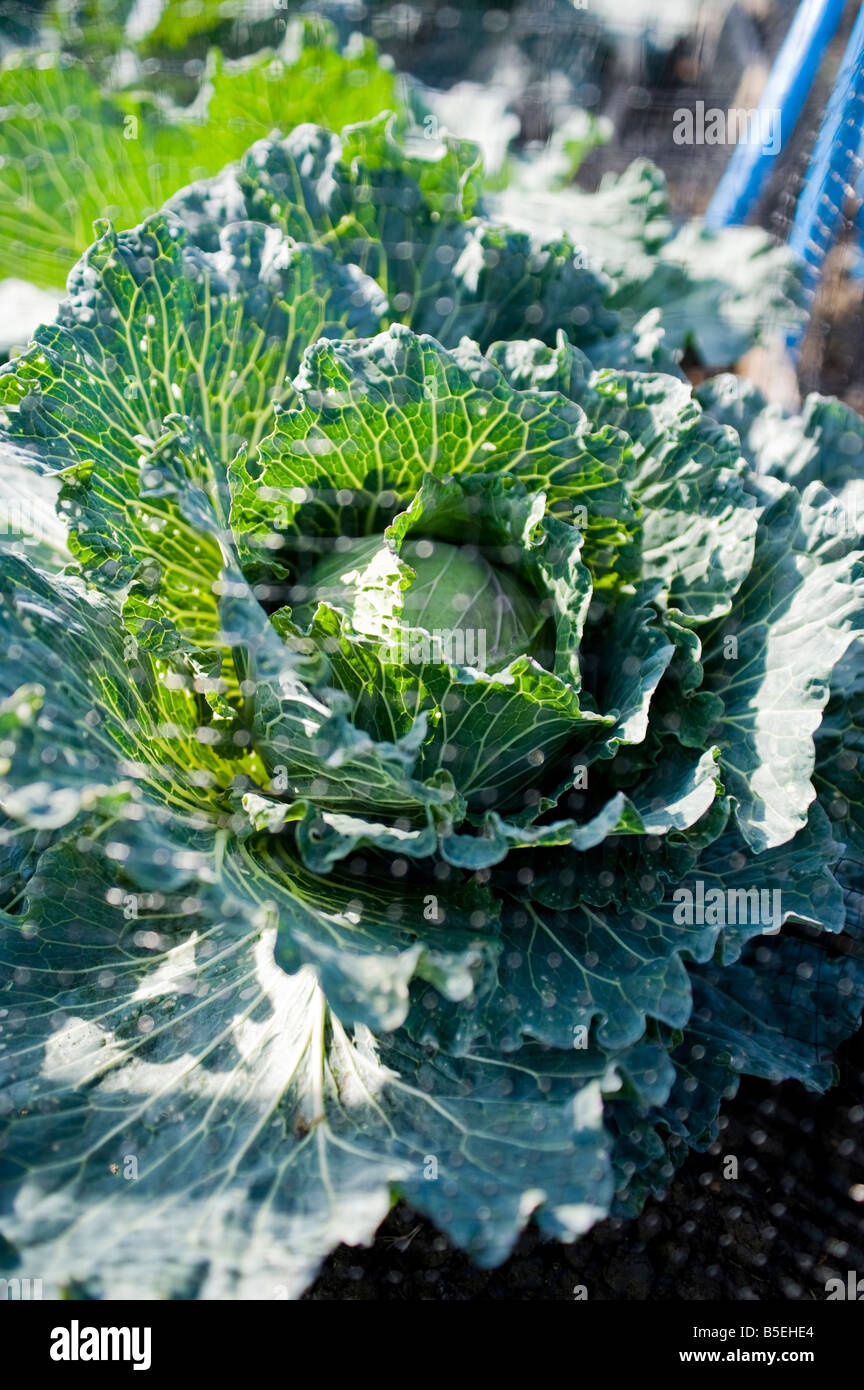 An cabbage at an allotment in West Harrow near London Stock Photo - Alamy