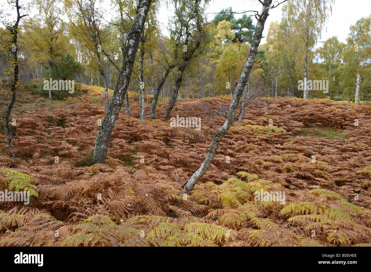 Tall tree ferns hi-res stock photography and images - Alamy
