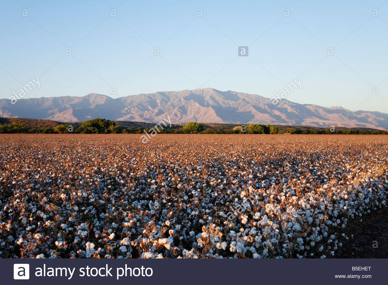Cotton In Fields High Resolution Stock Photography and Images - Alamy