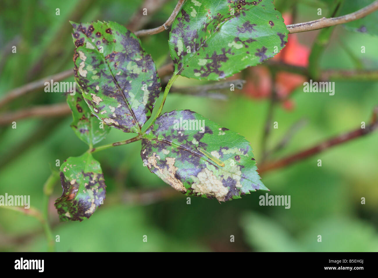 ROSE SLUG SAWFLY Endelomyia aethiops LARVA FEEDING ON TOP SURFACE OF ...