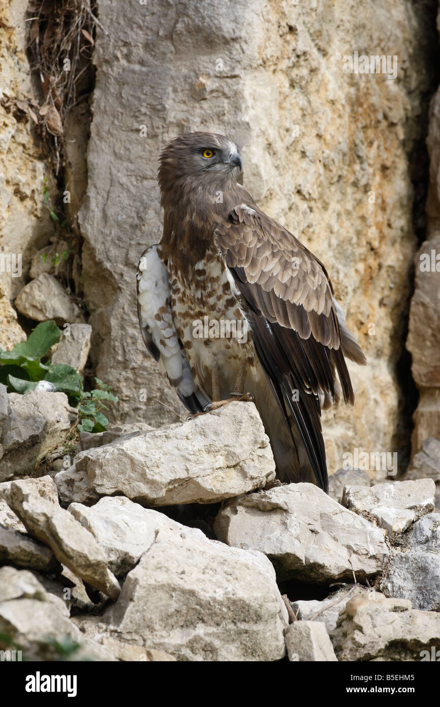 Short toed eagle snake hi-res stock photography and images - Alamy