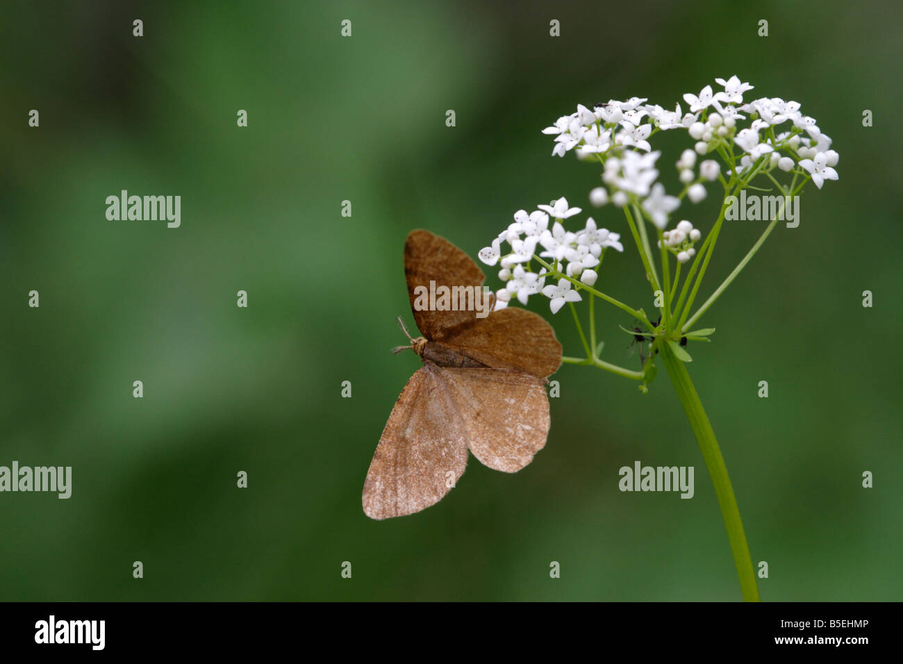Angerona prunaria butterfly (Orange Moth Stock Photo - Alamy