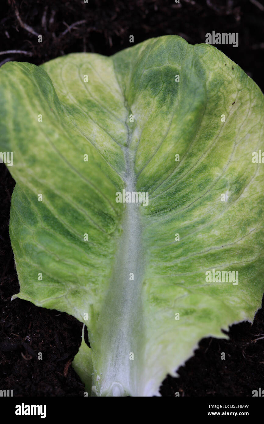 Mosaic virus hi-res stock photography and images - Alamy