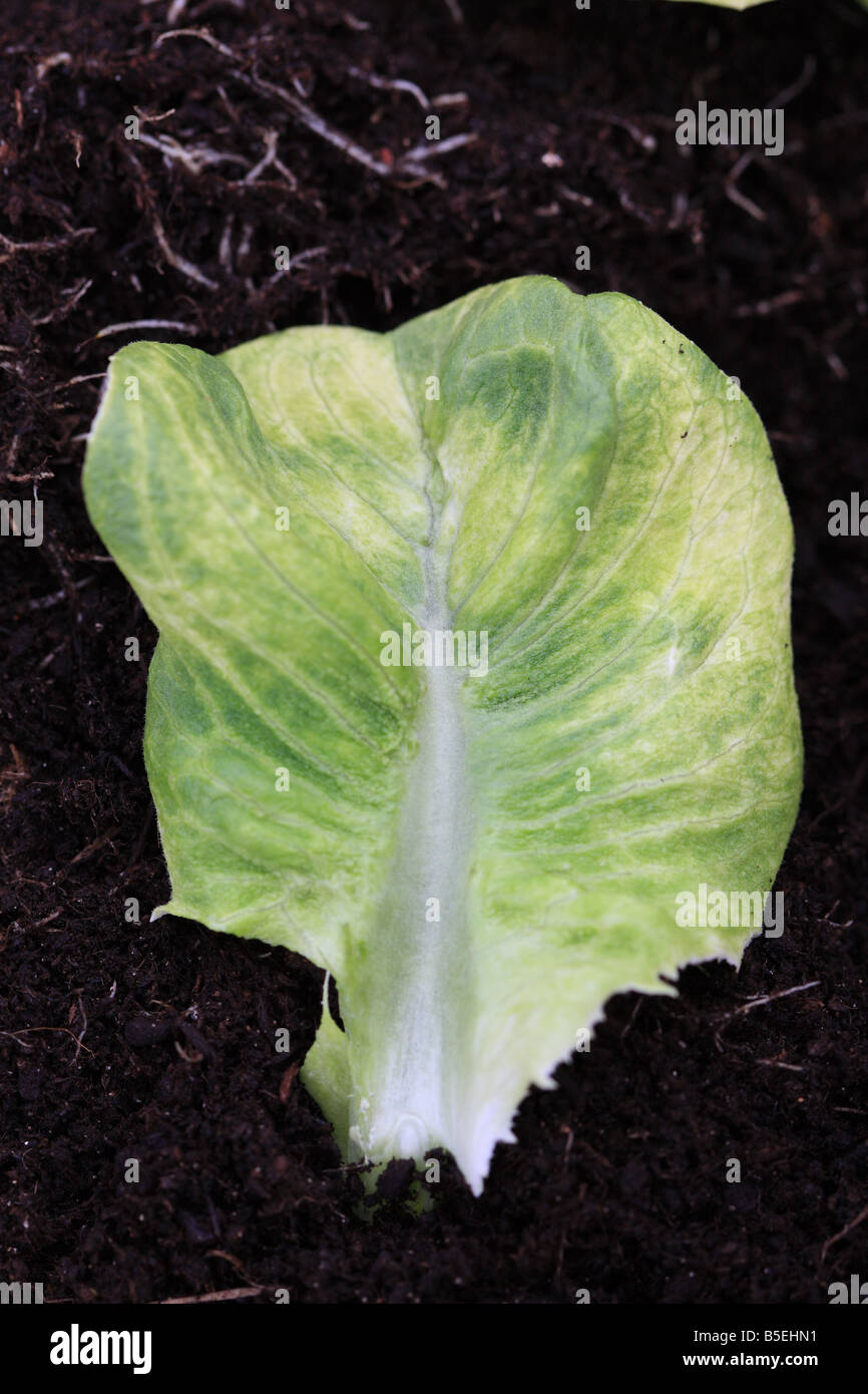 LETTUCE MOSAIC VIRUS SHOWING MOTTLING ON A SINGLE LEAF Stock Photo - Alamy