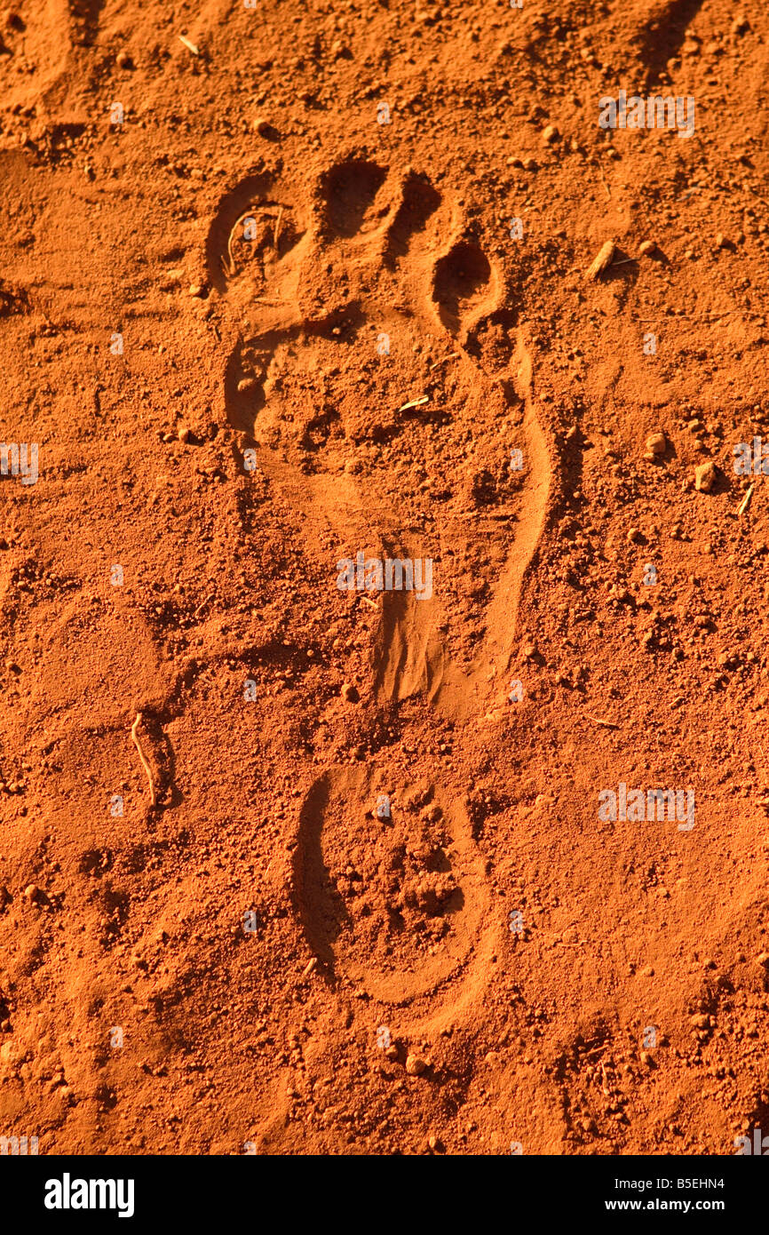 Human footprint in red coloured earth - South Africa Stock Photo - Alamy