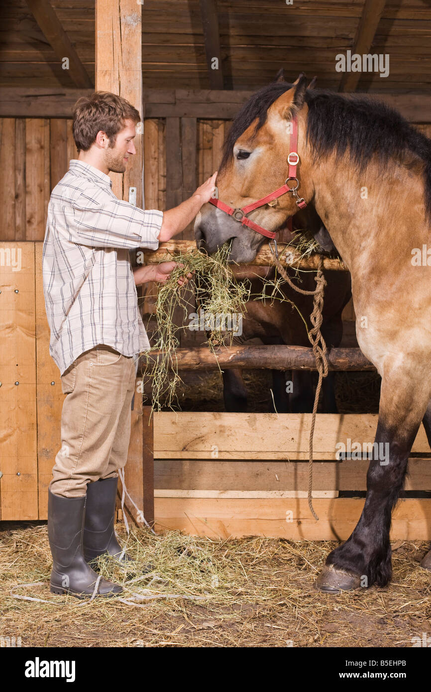 Farmer feeding hay to horses in stable Stock Photo - Alamy