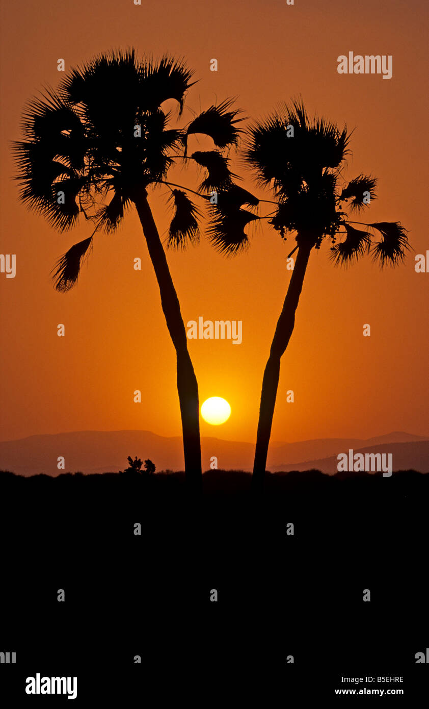 Makalani palm tree hi-res stock photography and images - Alamy