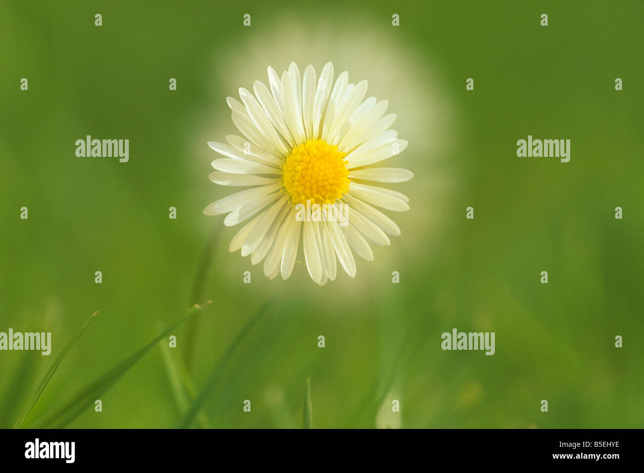 Common Daisy, English Daisy, Meadow Daisy (Bellis perennis) flower ...