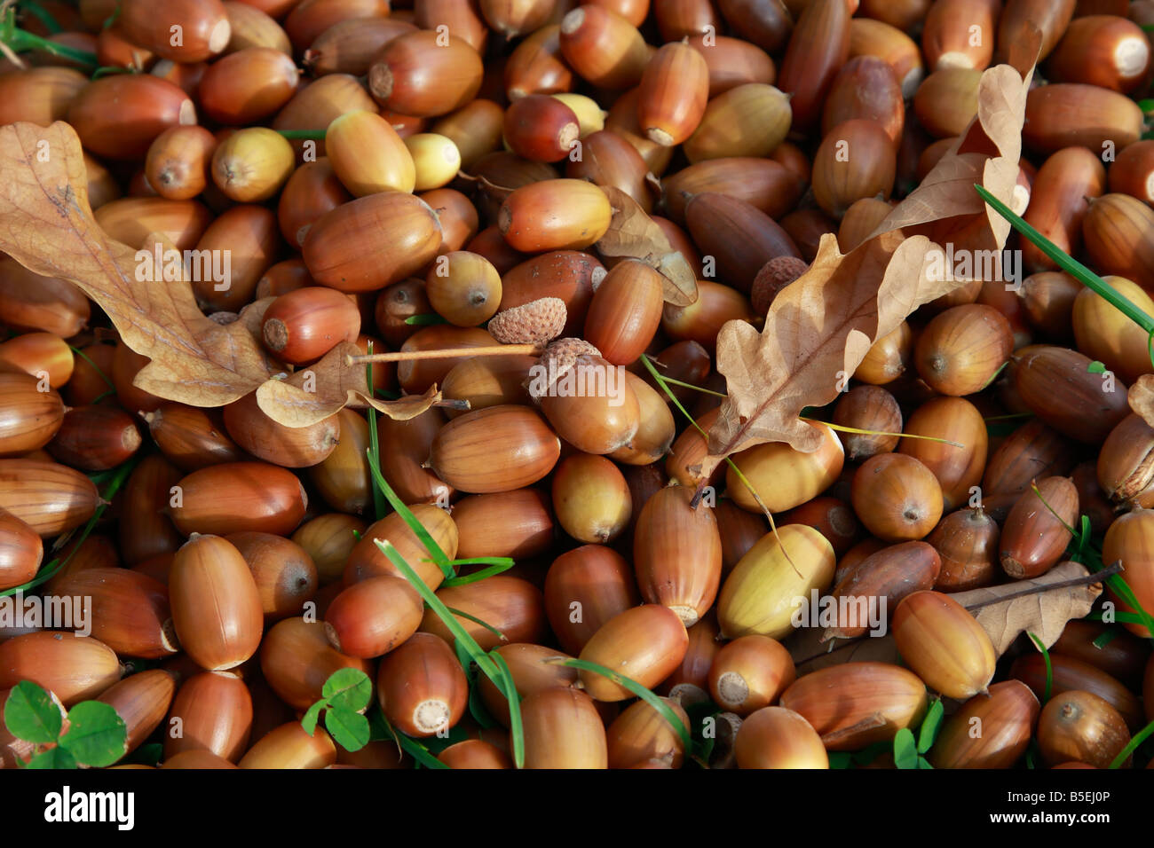 Acorn texture hi-res stock photography and images - Alamy
