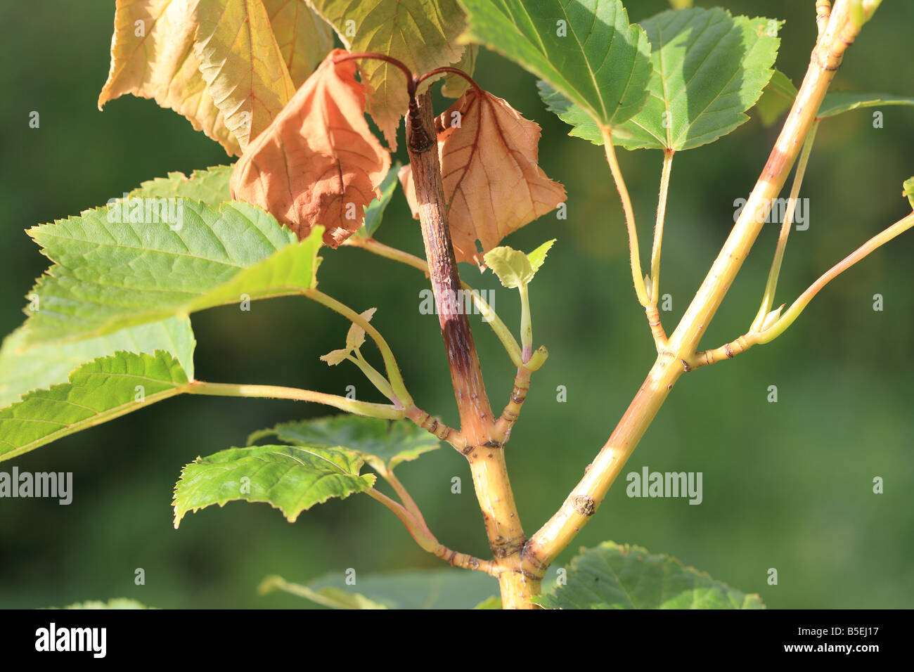 Dieback hi-res stock photography and images - Alamy