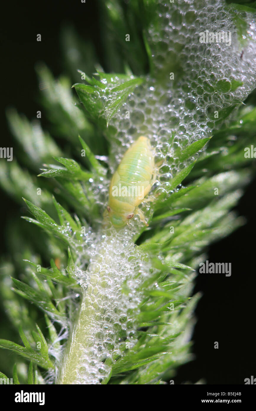Froghopper nymph hi-res stock photography and images - Alamy