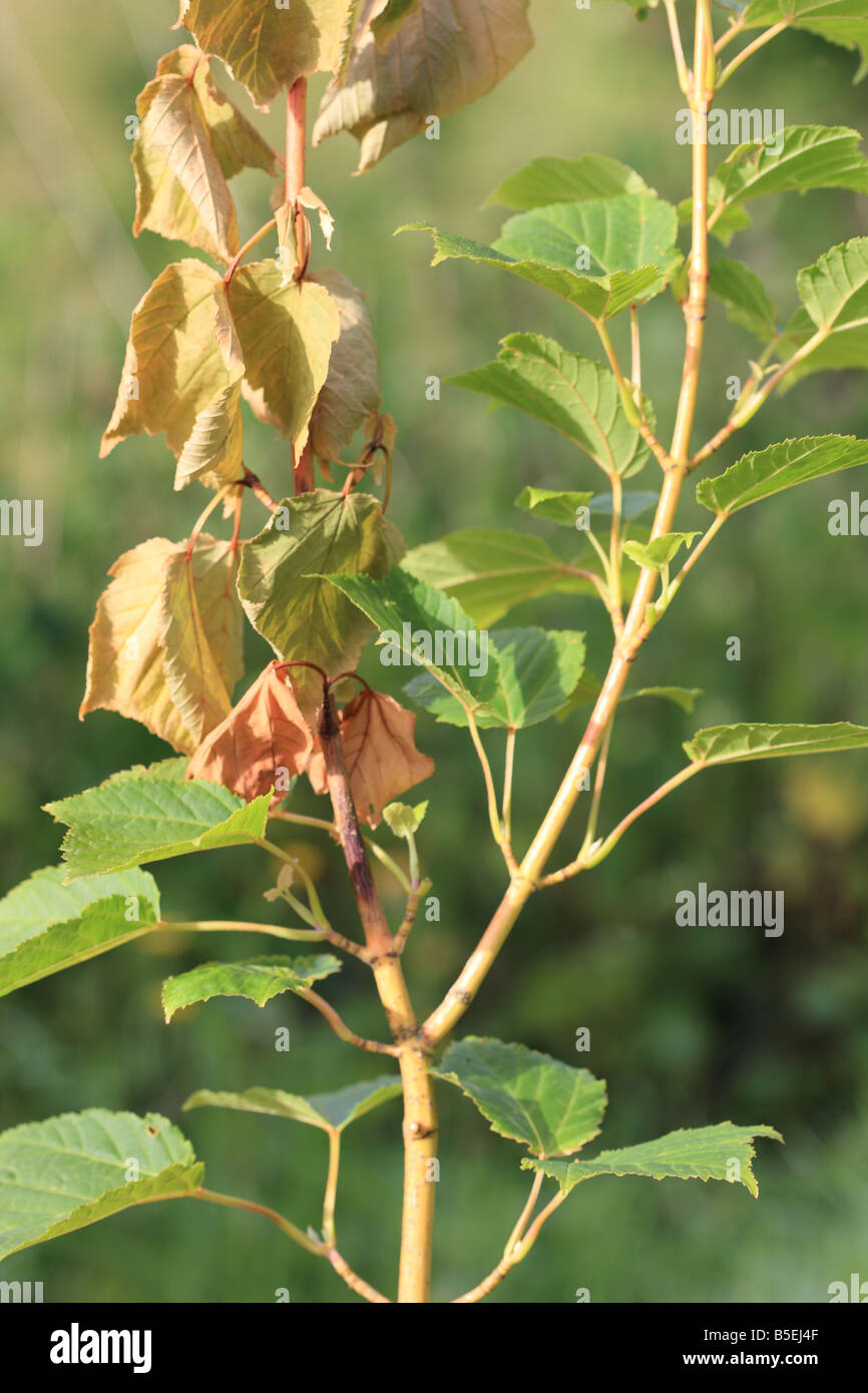 Dieback hi-res stock photography and images - Alamy