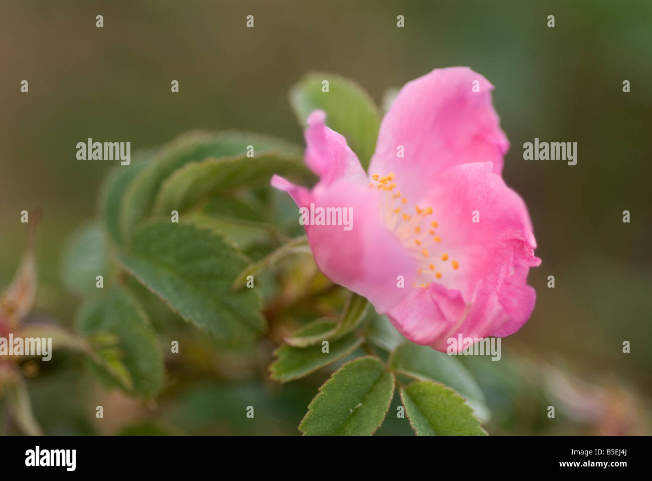 Koster plant hi-res stock photography and images - Alamy