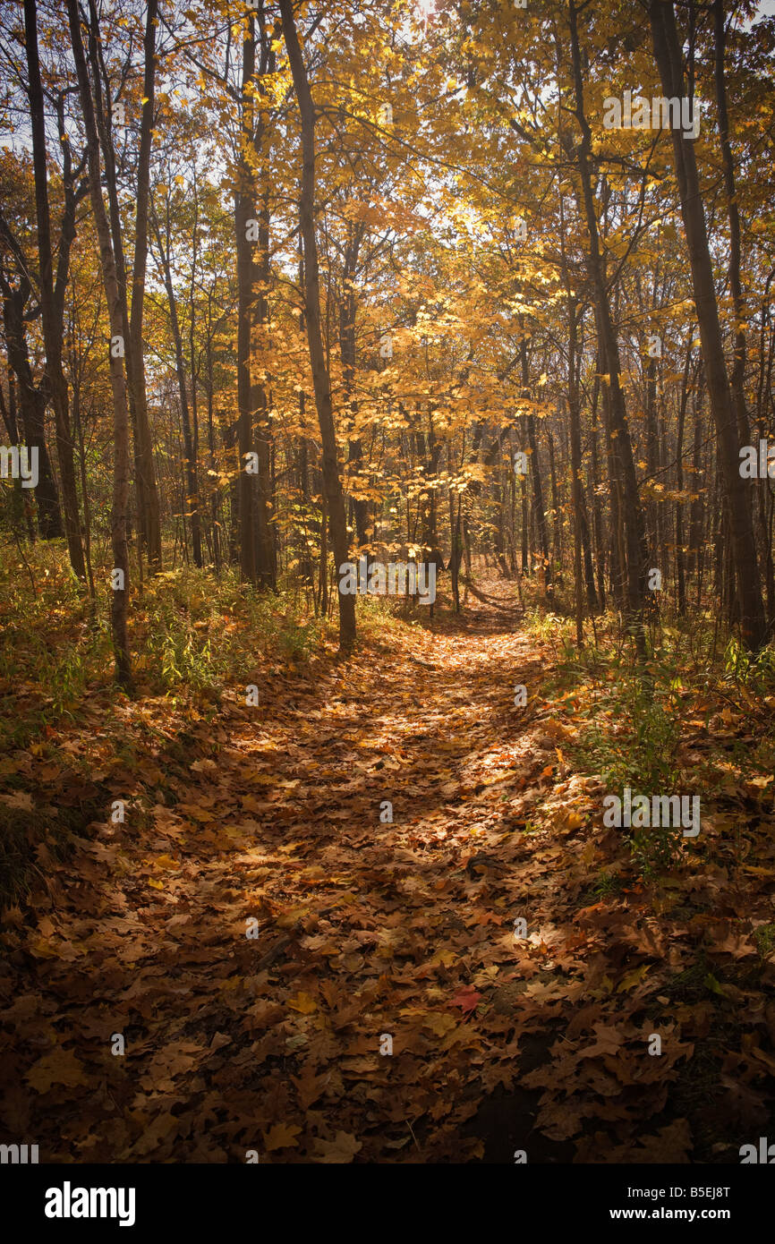Mount Royal forest with its fall colours Montreal Quebec Stock Photo ...
