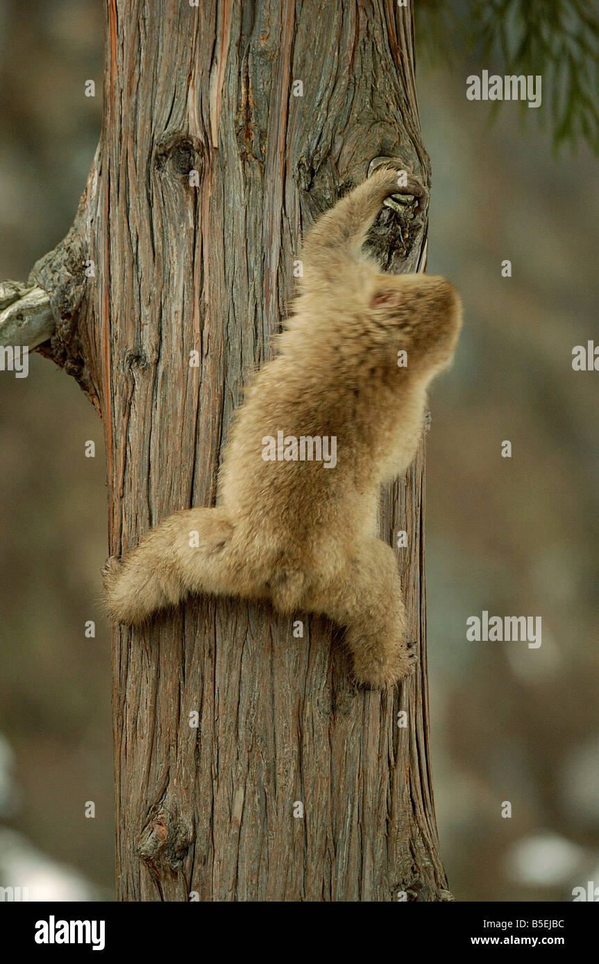Japanese macaques snow monkey hi-res stock photography and images - Alamy