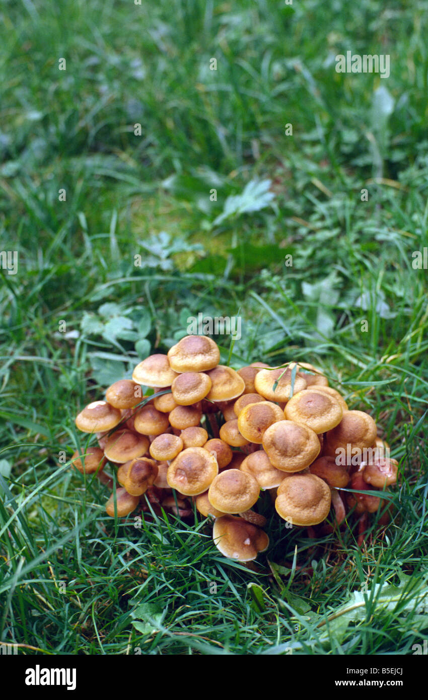 Armillaria Honey Mushrooms Stock Photo - Alamy