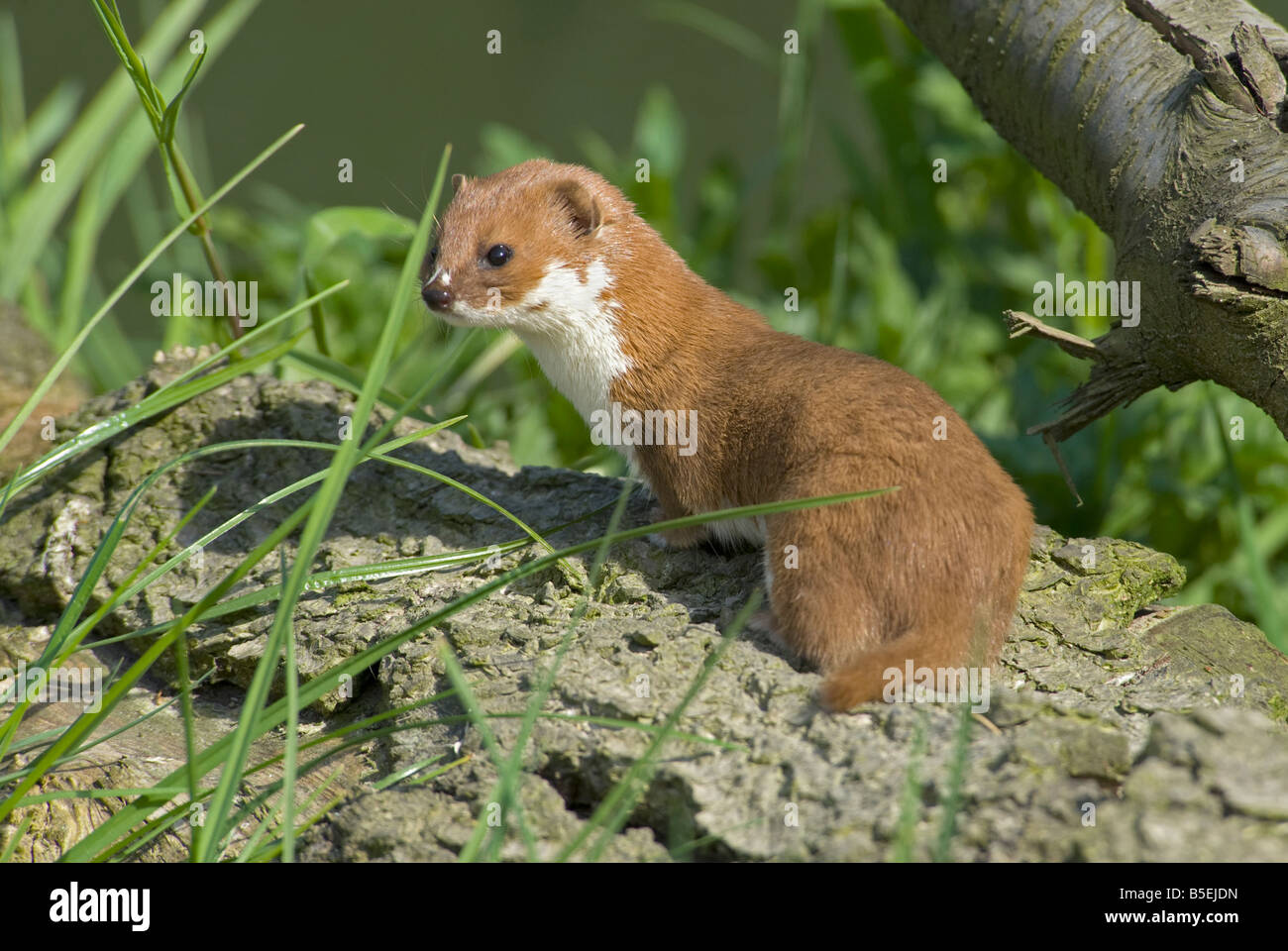 Alert weasel Mustela nivalis Stock Photo - Alamy