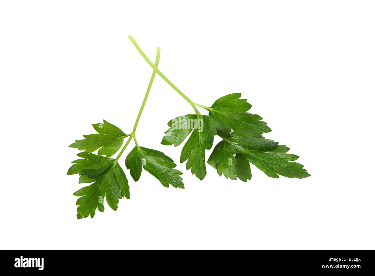 Cilantro leaves cutout on white background Stock Photo - Alamy