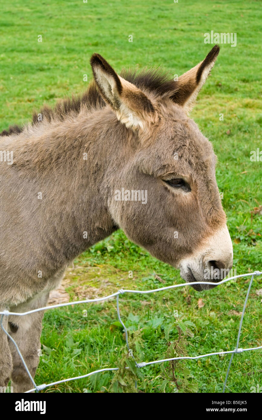 1 donkey hi-res stock photography and images - Alamy