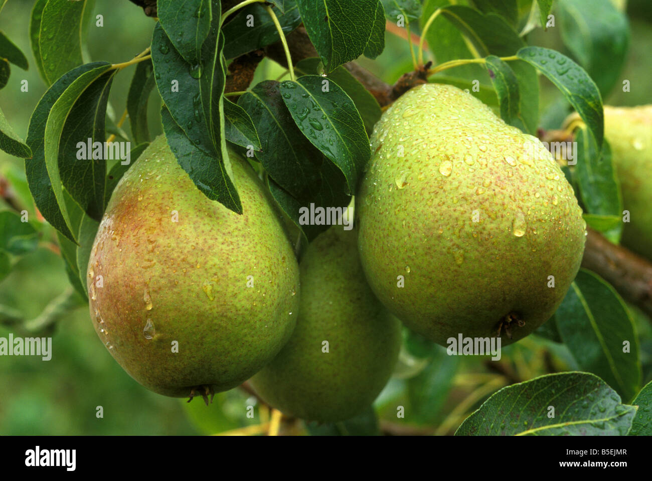 Pear cultivars hi-res stock photography and images - Alamy