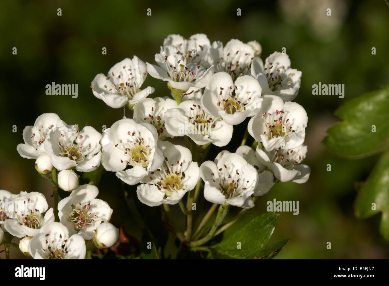 Hawthorn blossom hedge hi-res stock photography and images - Alamy
