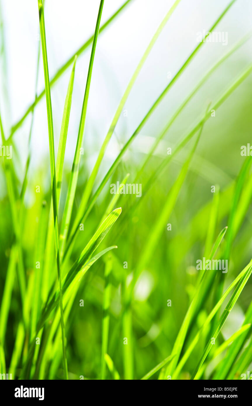 Natural background of green grass blades close up Stock Photo - Alamy