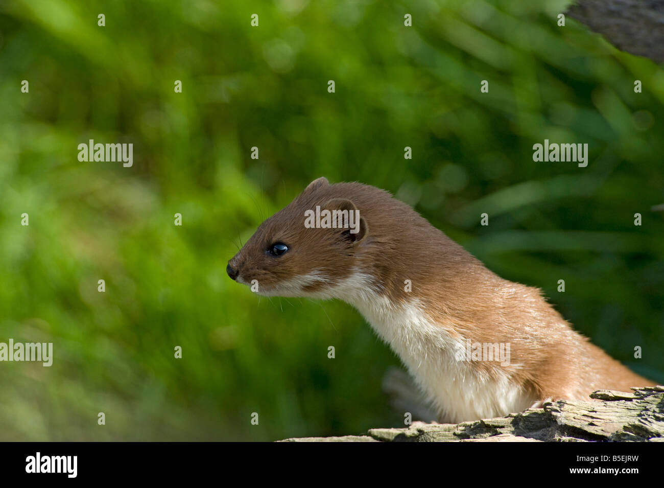 Weasel Mustela nivalis Stock Photo - Alamy