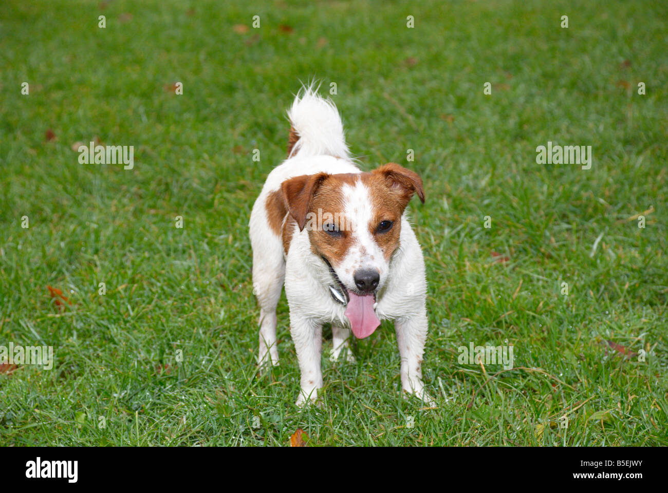 Jack russell terrier barking hi-res stock photography and images - Alamy