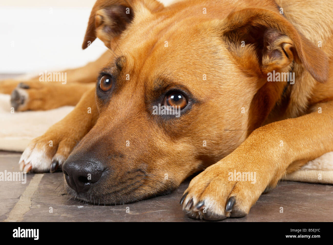 a boxer / staffy mix called Sandy resting on a rug Stock Photo - Alamy