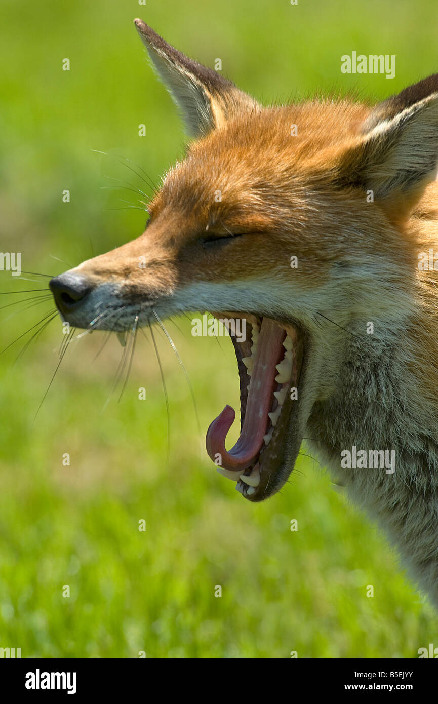 Fox Yawning High Resolution Stock Photography and Images - Alamy