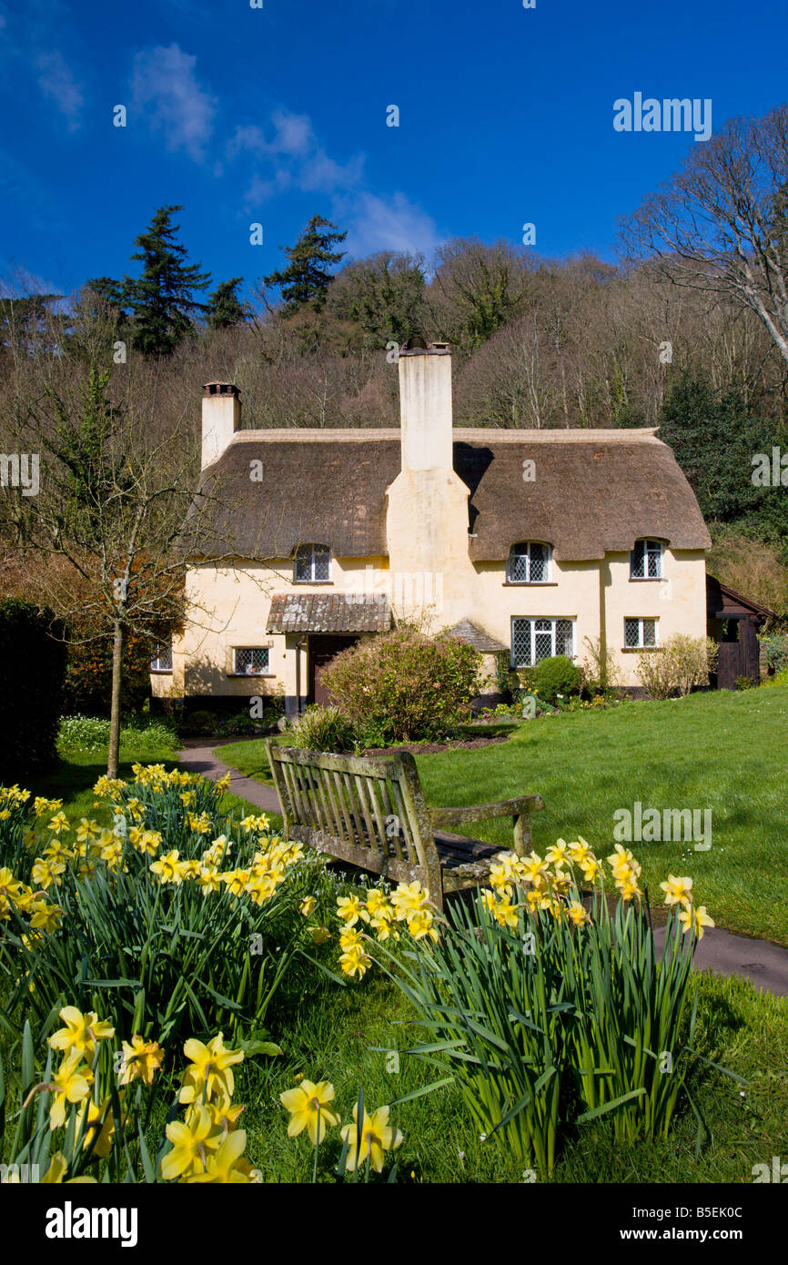 Thatched cottage and daffodils in the Exmoor village of Selworthy ...
