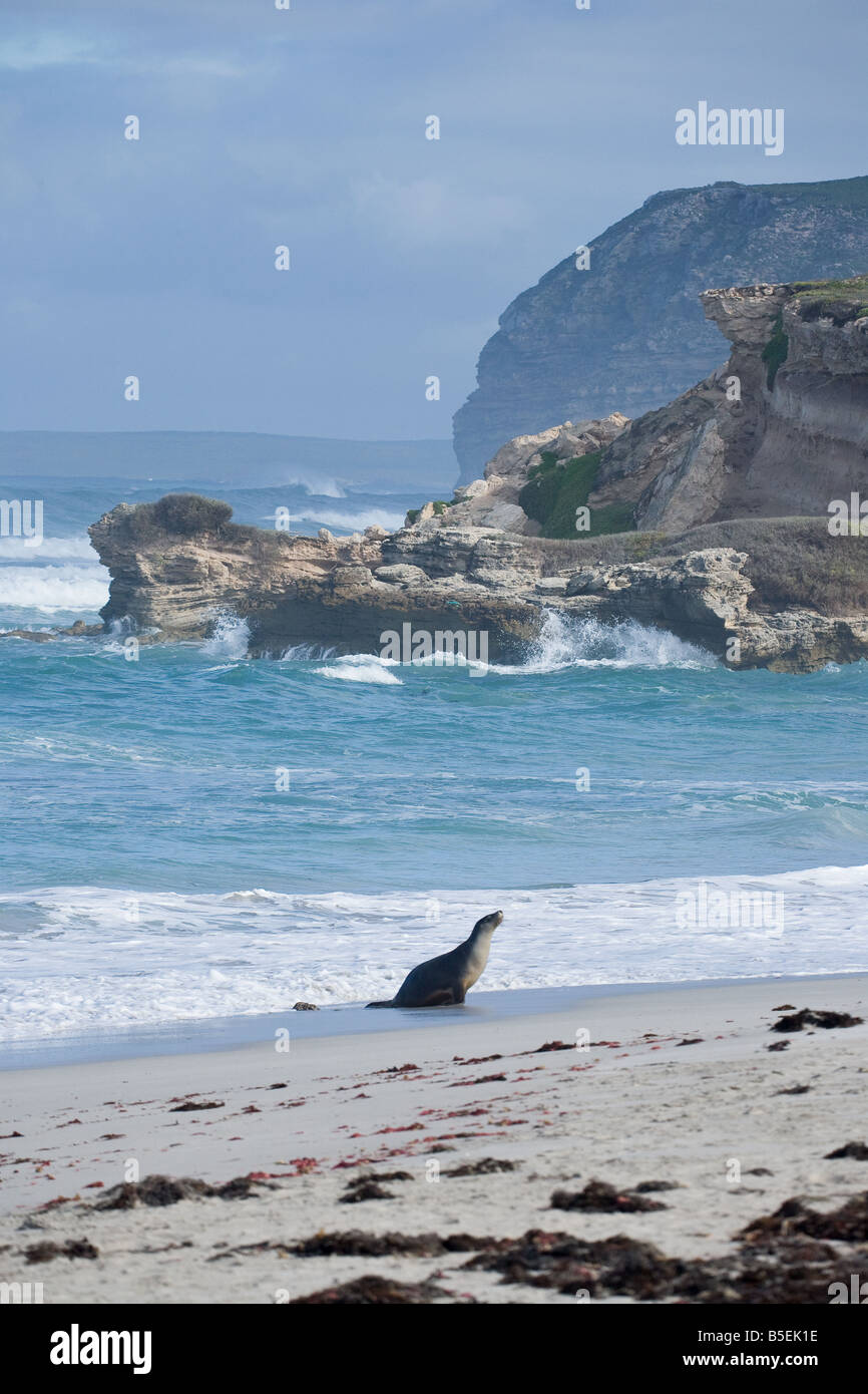 Seal on beach at Seal Bay Kangaroo Island South Australia Stock Photo ...