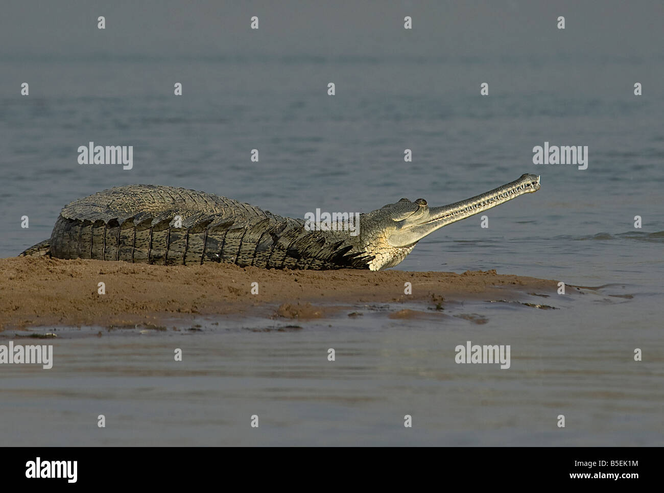Indian gavial hi-res stock photography and images - Alamy