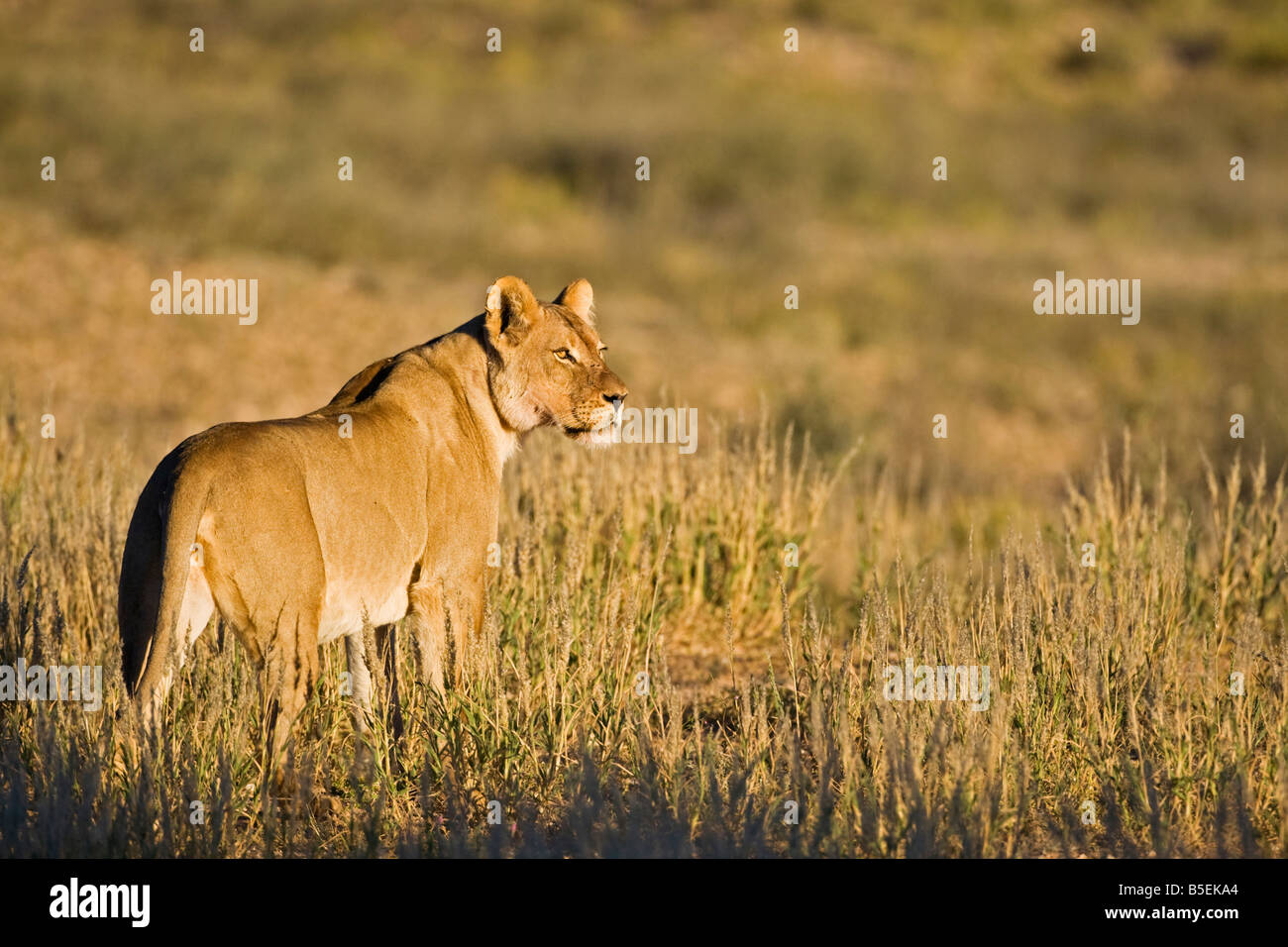 Africa, Namibia, Kalahari, Lioness (Panthera leo) in grass watching ...